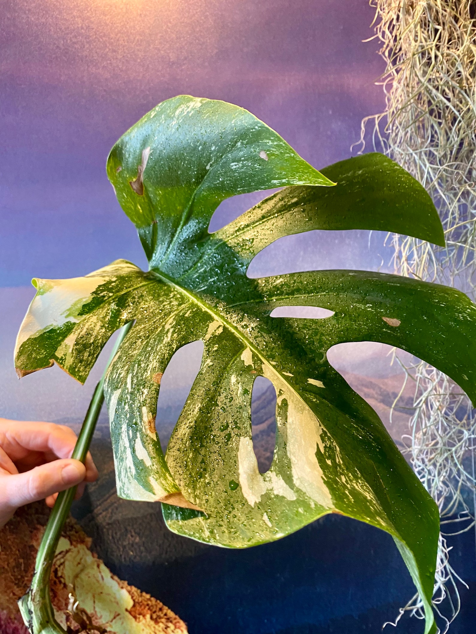 Variegated Monstera Albo Borsigiana Cutting for Sale - Etsy