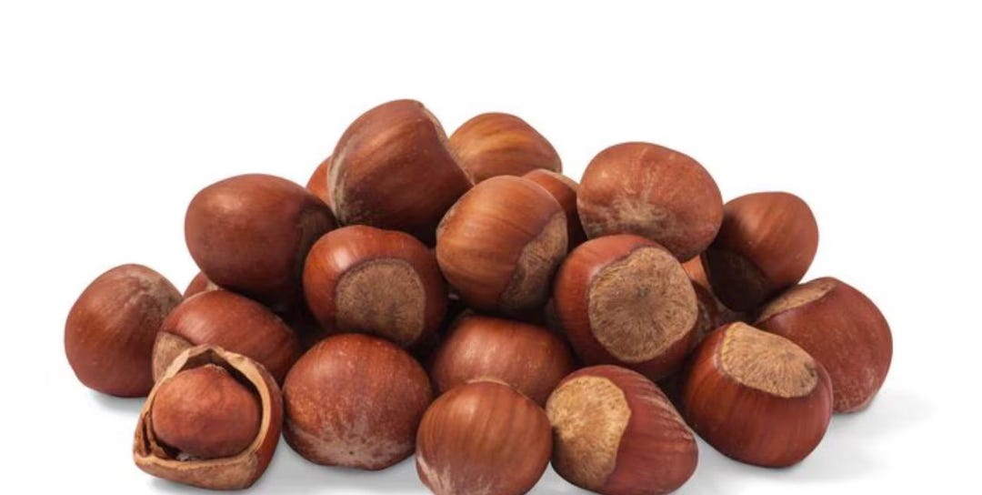 Organic Fresh Hazelnuts ,turkish Premium Quality Fresh Whole Hazelnut ...