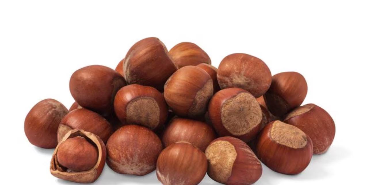 Organic Fresh Hazelnuts ,turkish Premium Quality Fresh Whole Hazelnut ...