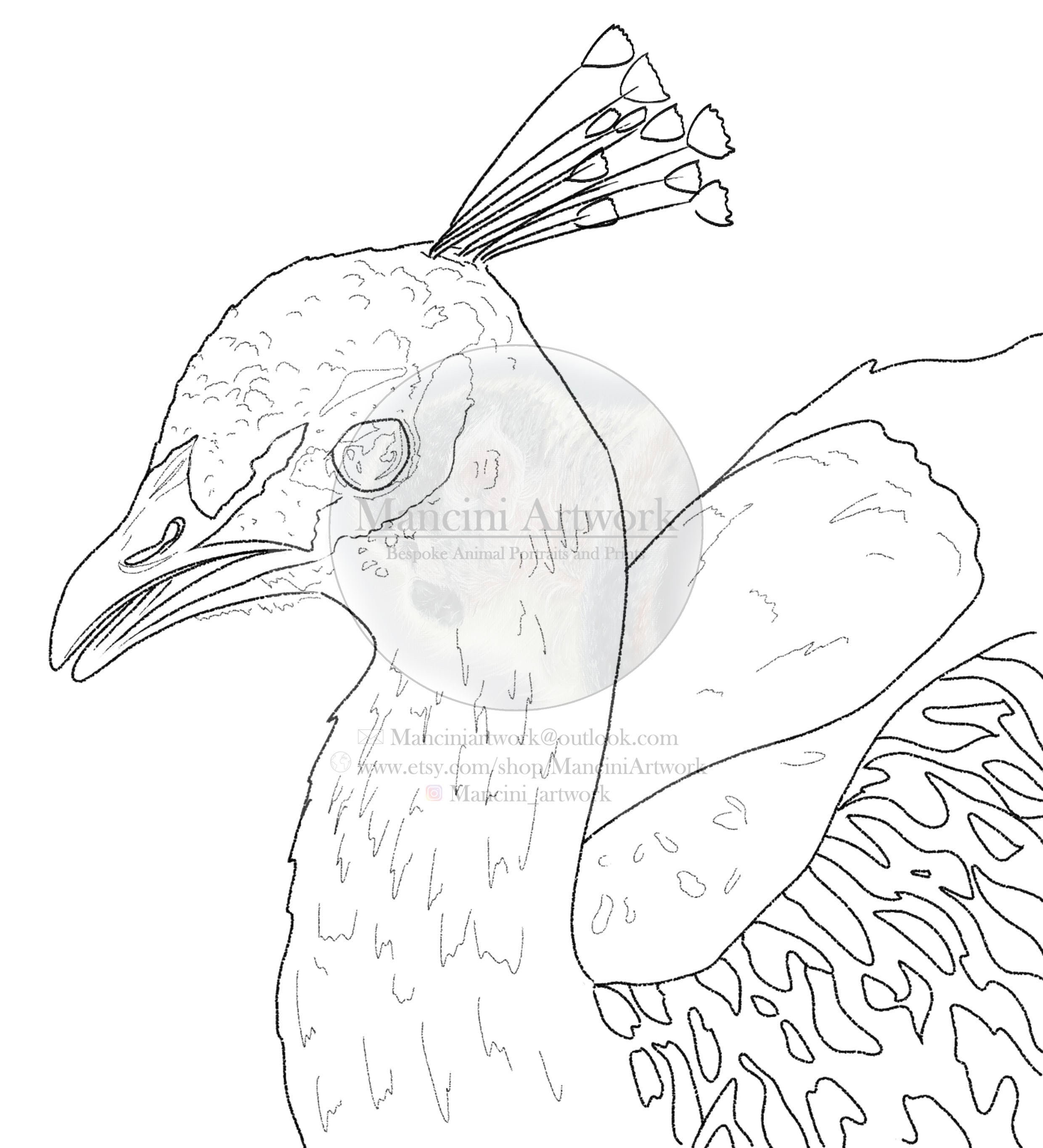 Peacock Drawing With Colour