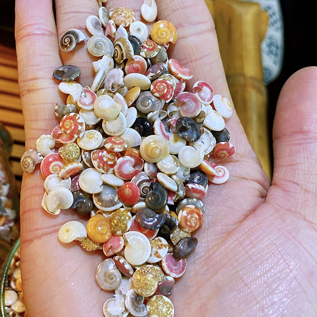 Rainbow Shell Mix Assorted Seashell, Small Seashells, Craft Seashells ...