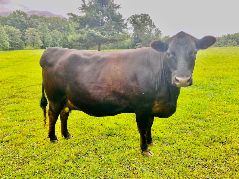 Hand Churned Organic Grass Fed Butter - Etsy