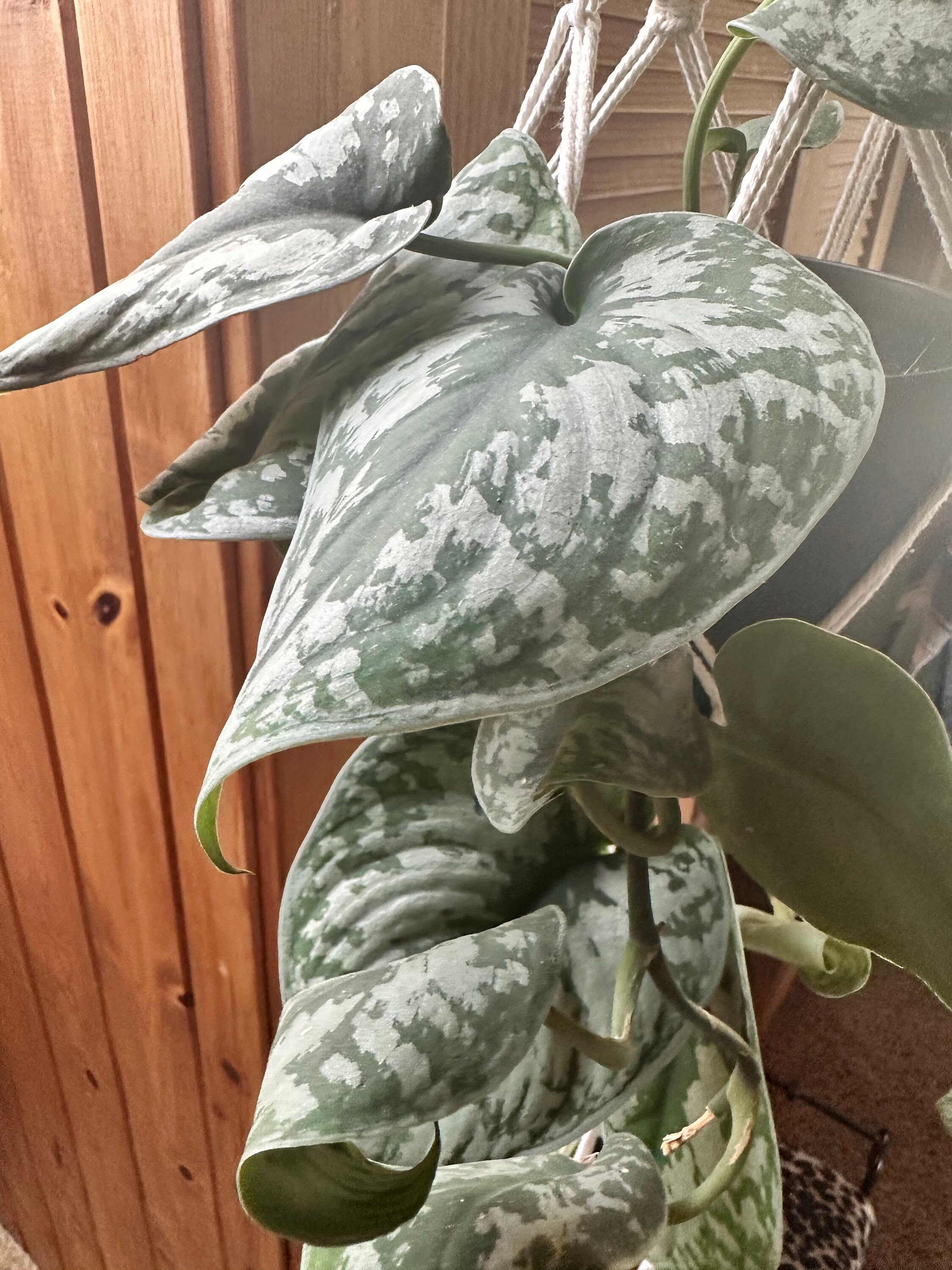 Silver Satin Pothos Cutting - Etsy