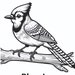 10 Bird Coloring Pages - Etsy