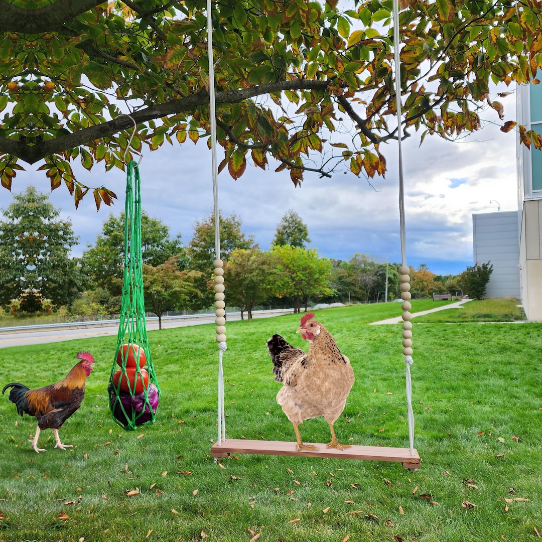 Chicken Swing Bundle Feeder - Etsy