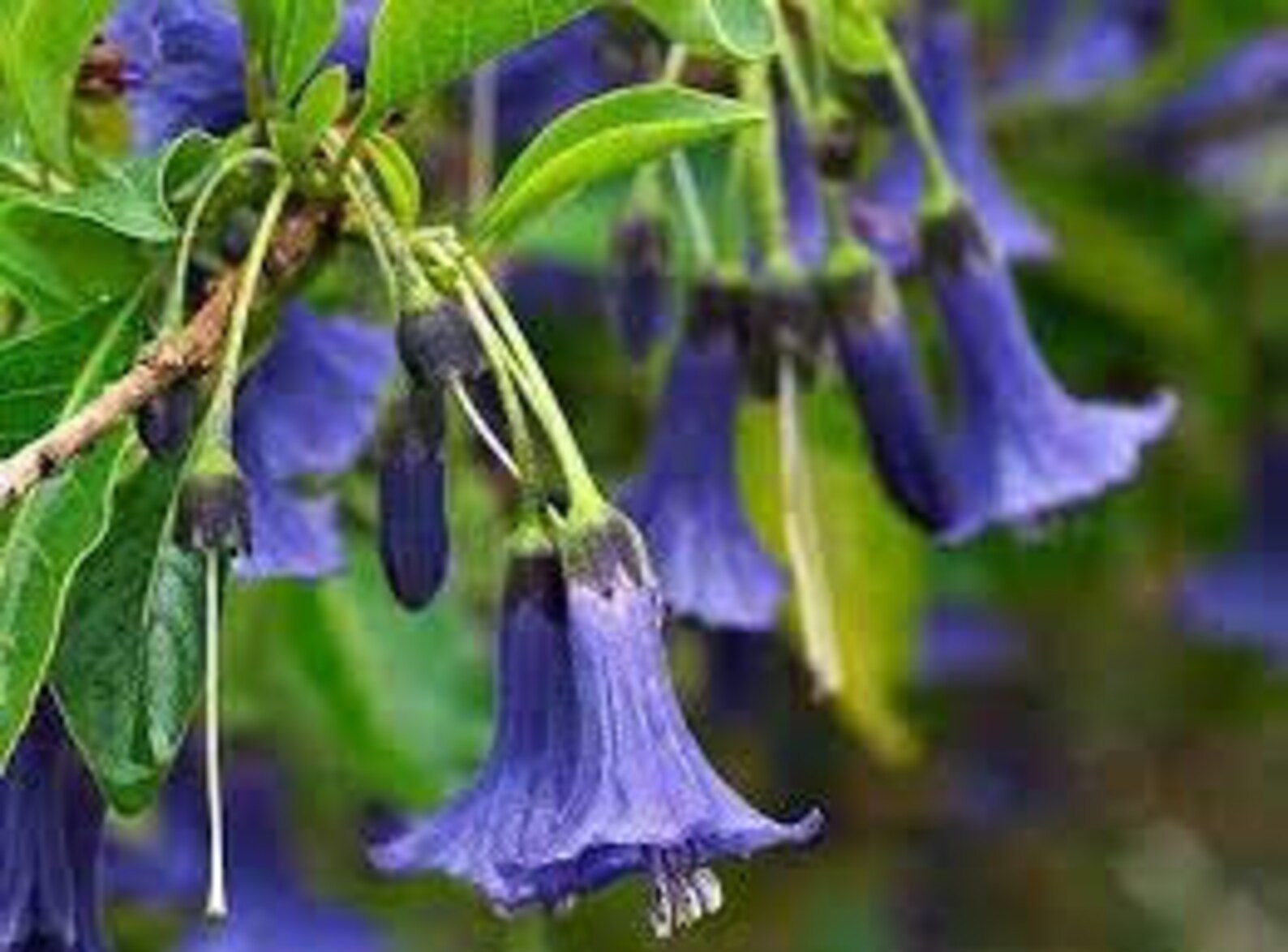 10 Blue Angel Trumpet Seeds Tropical Flowers Flower Fragrant | Etsy