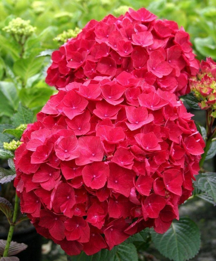 5 Red Hydrangea Seeds Perennial Hardy Garden Shrub Bloom | Etsy