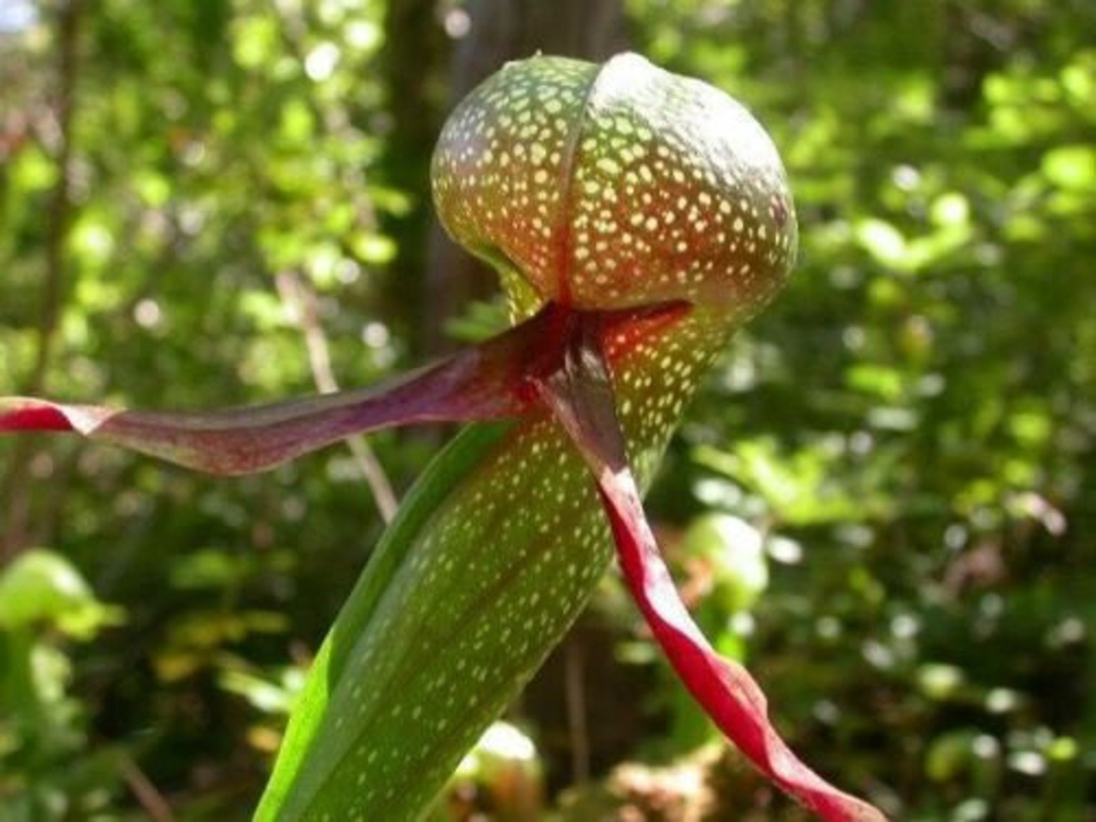 10 CARNIVOROUS COBRA LILY Darlingtonia Californica Flower | Etsy