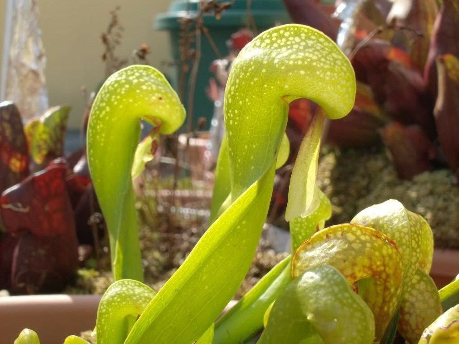 10 CARNIVOROUS COBRA LILY Darlingtonia Californica Flower | Etsy