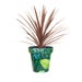 Lightweight Pot Planter Zest Pot in Tropical Design - Etsy