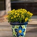 Lightweight Pot Planter Zest Pot in Verde Design - Etsy