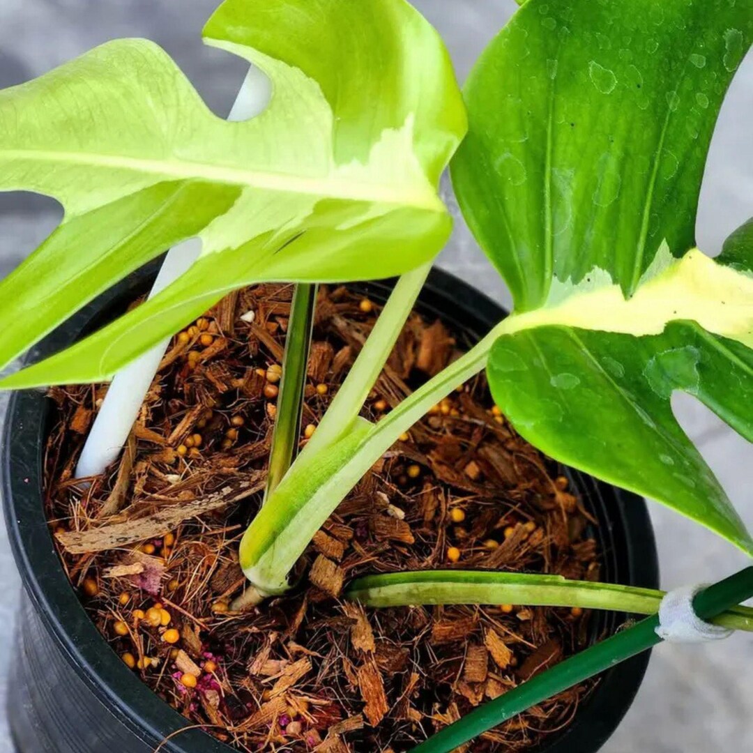Monstera White Lava Variegated Rare Planting One Leaf Rooted Node ...