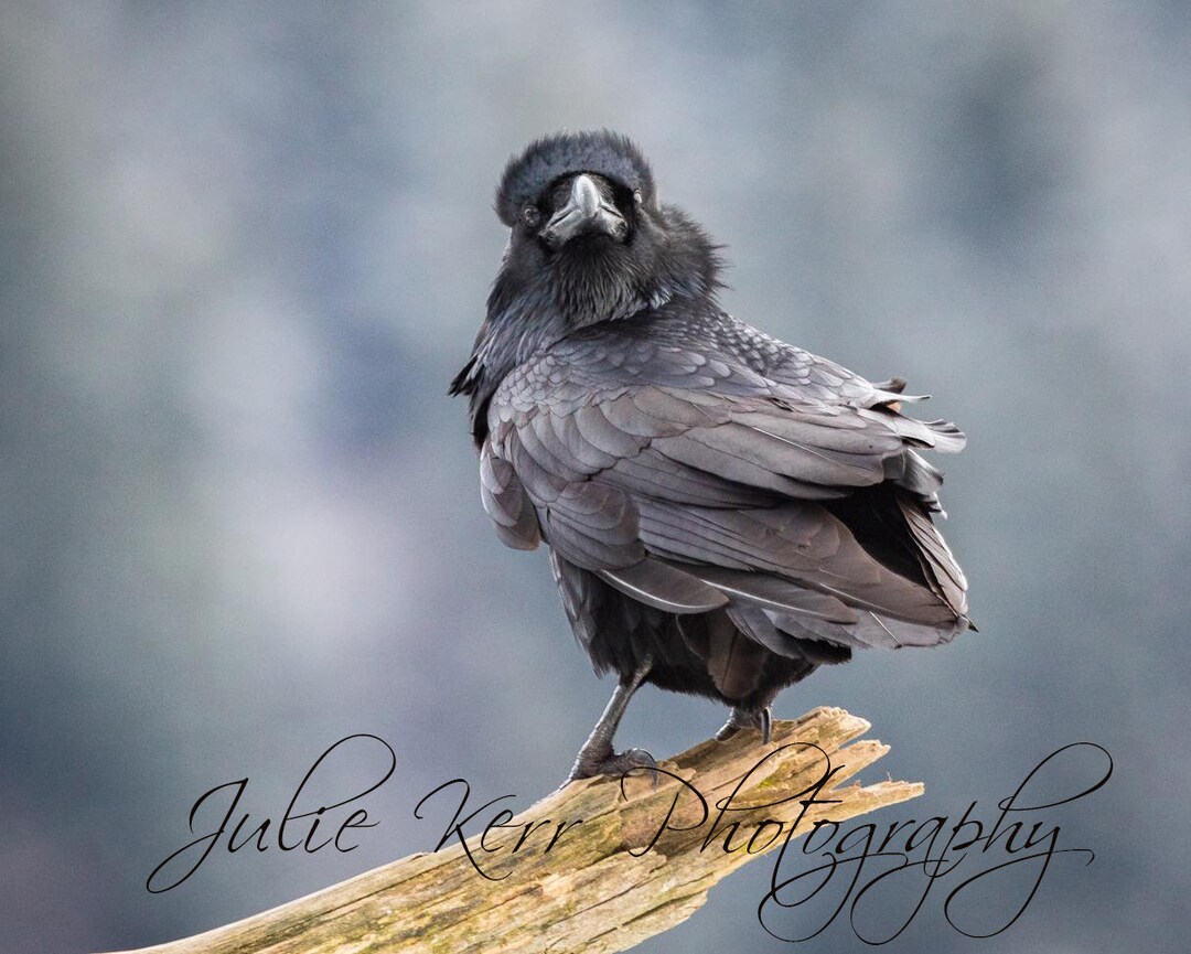 A Beautiful Young Raven Located Near Juneau, Alaska - Etsy