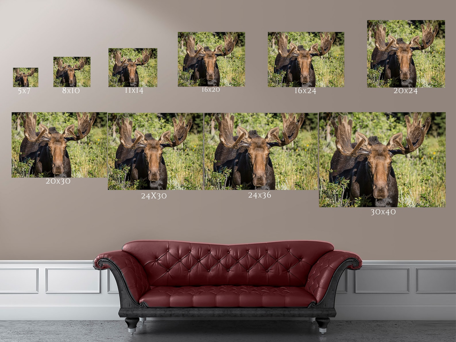 A Magnificent Bull Moose in Park City, Utah. Available in Multiple ...