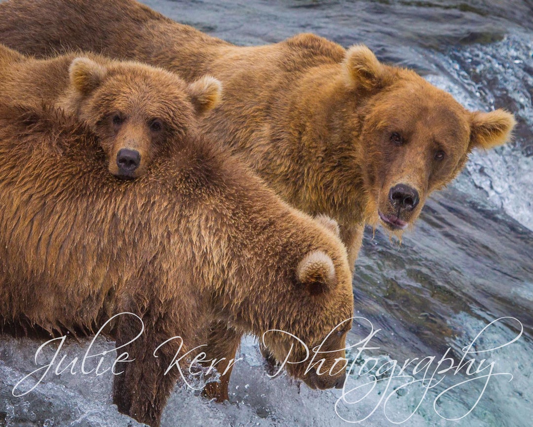The Famous Grizzly Bear, Grazer, Fishing for Salmon at World-renowned ...