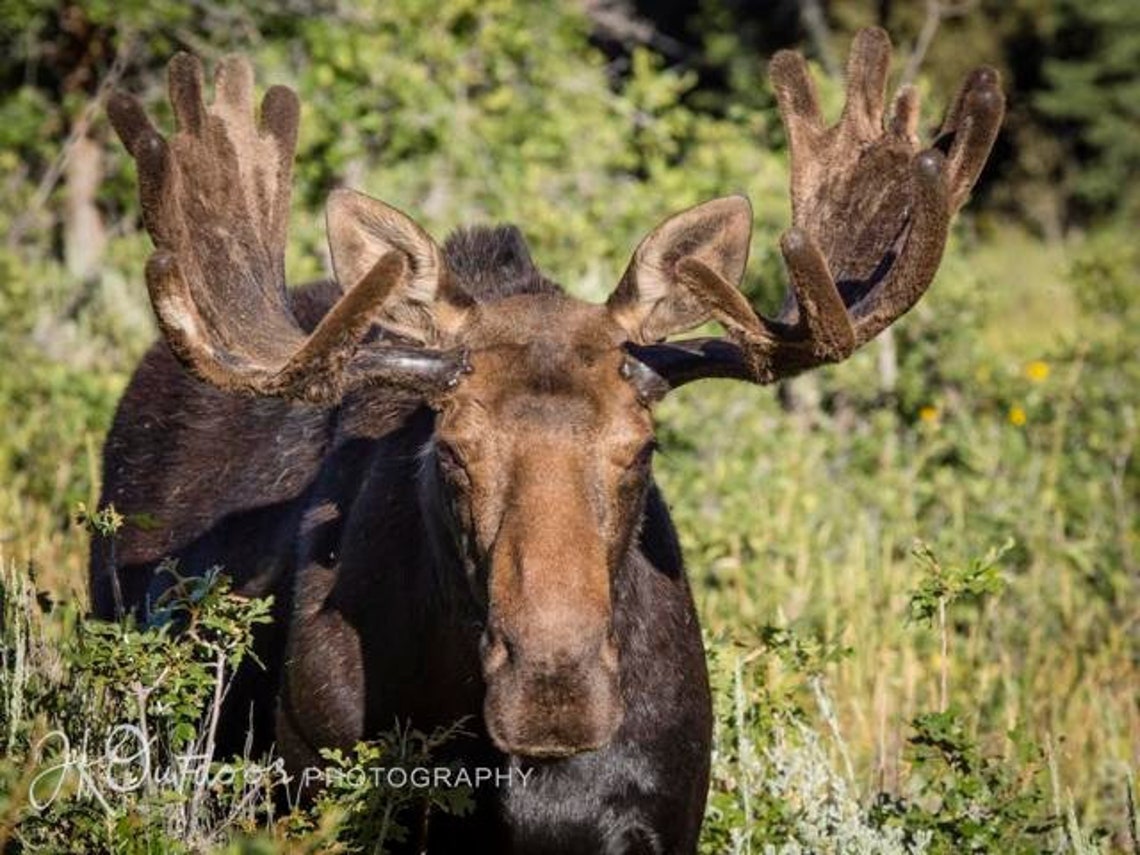 A Magnificent Bull Moose in Park City, Utah. Available in Multiple ...