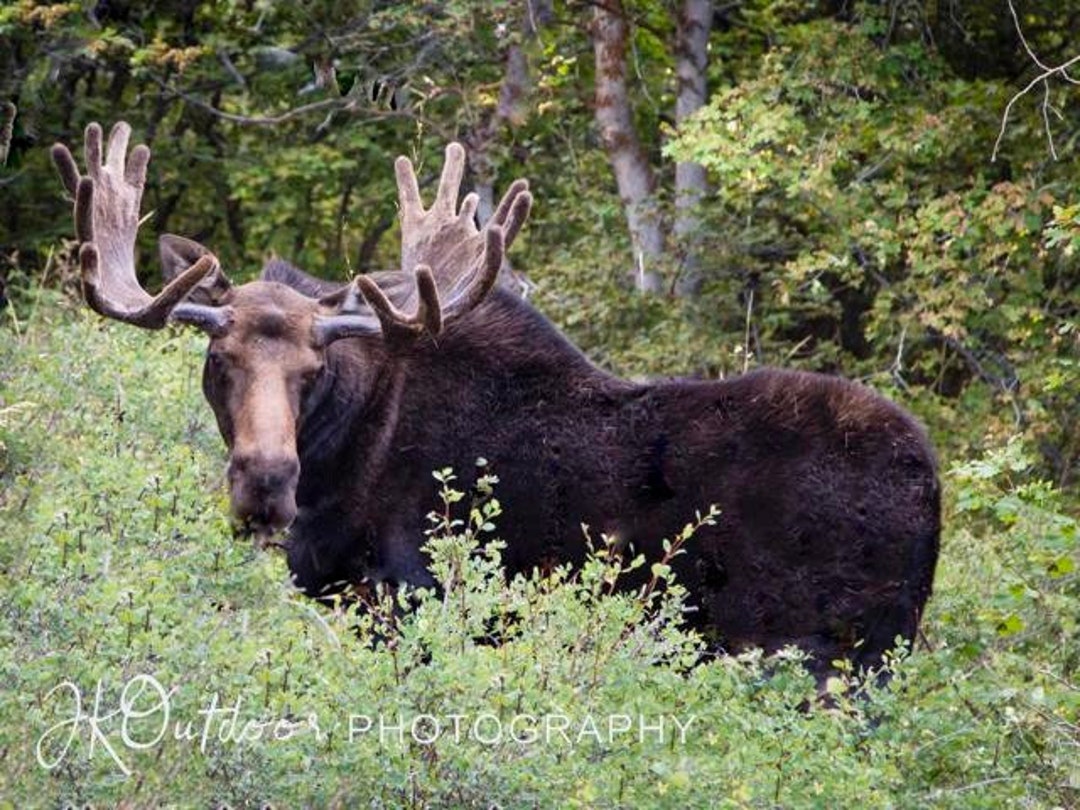 Majestic Bull Moose, Park City, Utah. Available in Multiple Formats. - Etsy