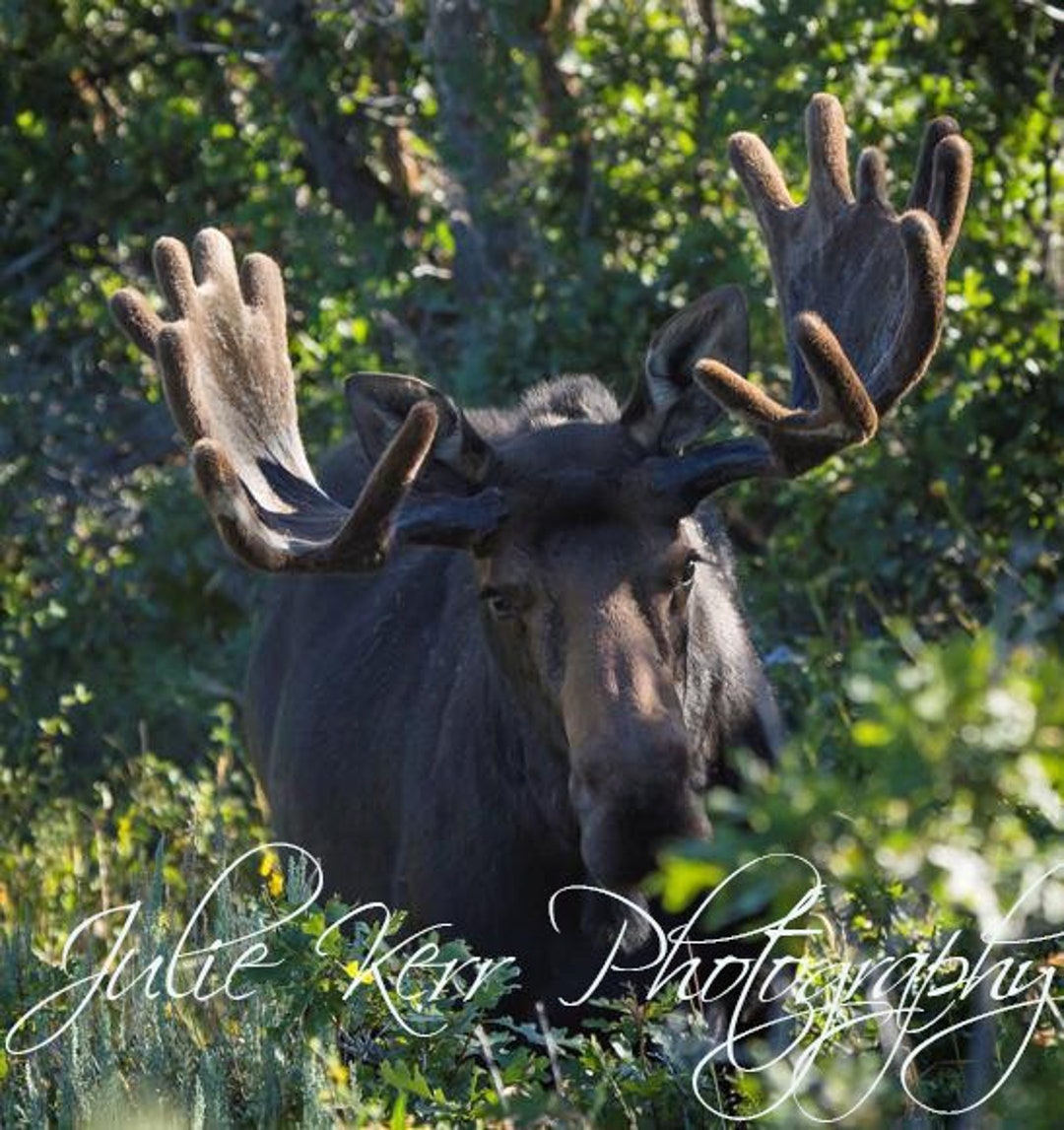 Majestic Bull Moose, Park City, Utah. Available in Multiple Sizes and ...