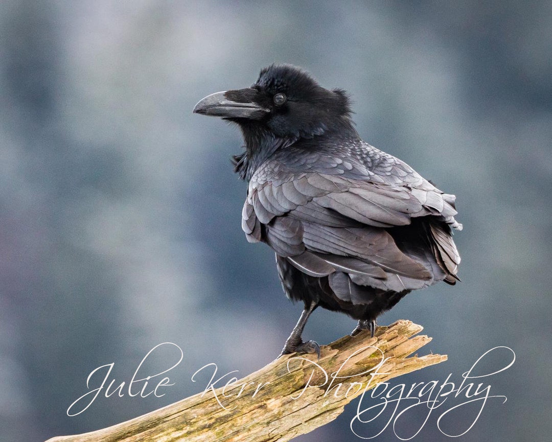 A Beautiful Young Raven Located Near Juneau, Alaska - Etsy