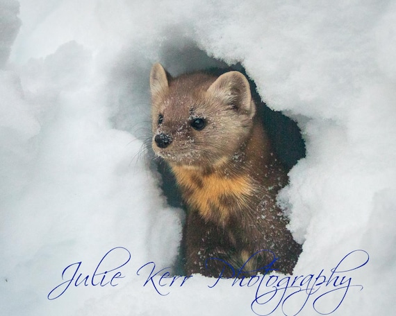 An Adorable Little Pine Marten Located Near Haines Alaska. - Etsy