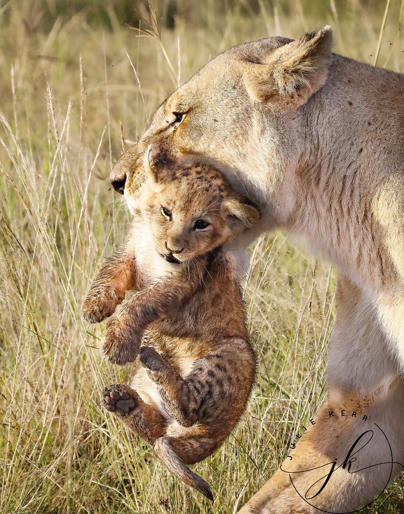 Adorable Lion Cub Being Carried by Its Mother. Available in Multiple ...