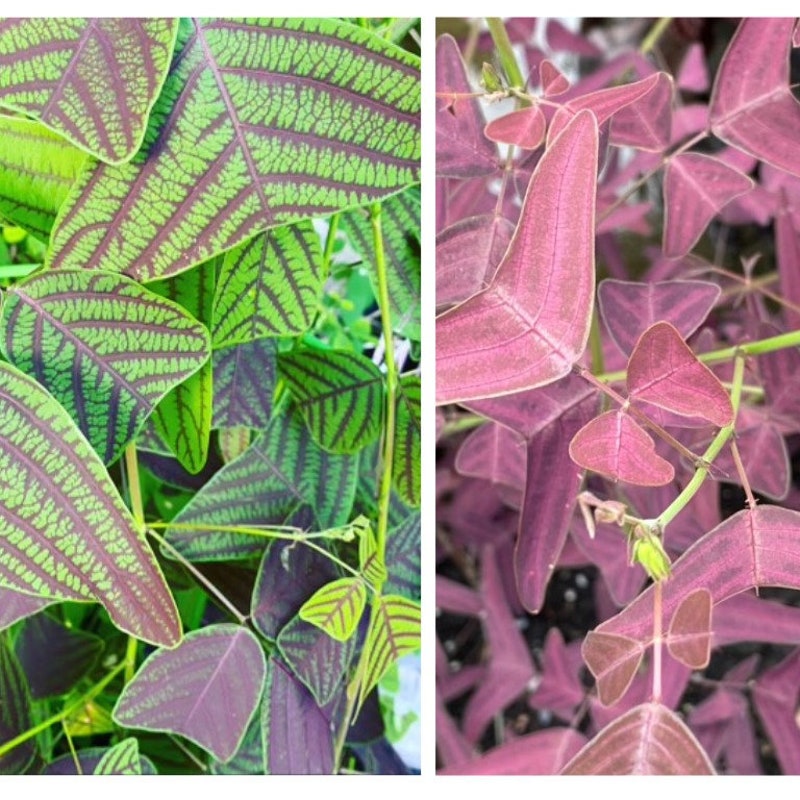 Butterfly Wing Plant - Etsy