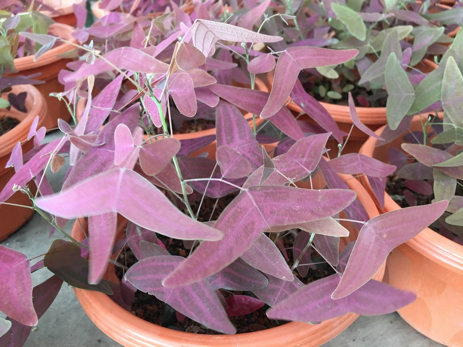 Organic Red Butterfly Wing Plant Christia Vespertilionis - Etsy