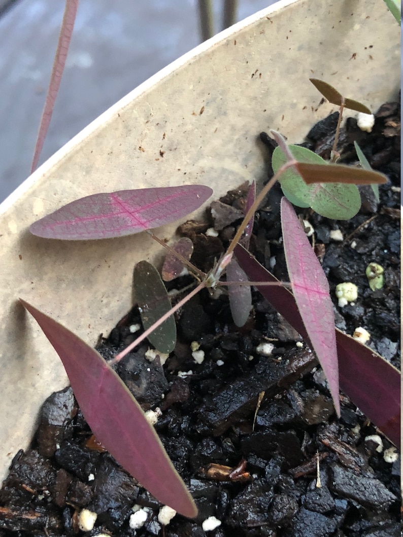 Organic Red Butterfly Wing Plant Christia Vespertilionis - Etsy Canada