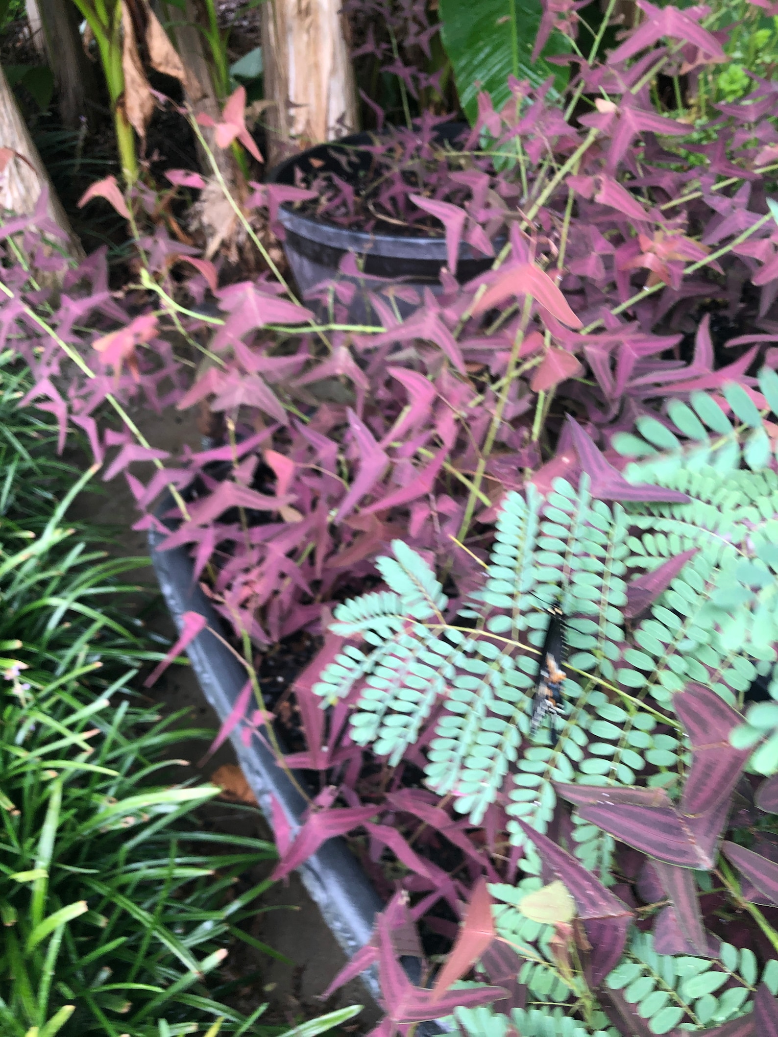 Organic Red Butterfly Wing Plant Christia Vespertilionis Cespertilionis ...