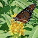 Silky Gold Milkweed Seeds (asclepias Curassavica) Packet of 12 Seeds - Etsy