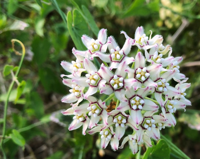 Climbing Milkweed Vine (funastrum Cynanchoides) Packet of 12 Seeds - Etsy