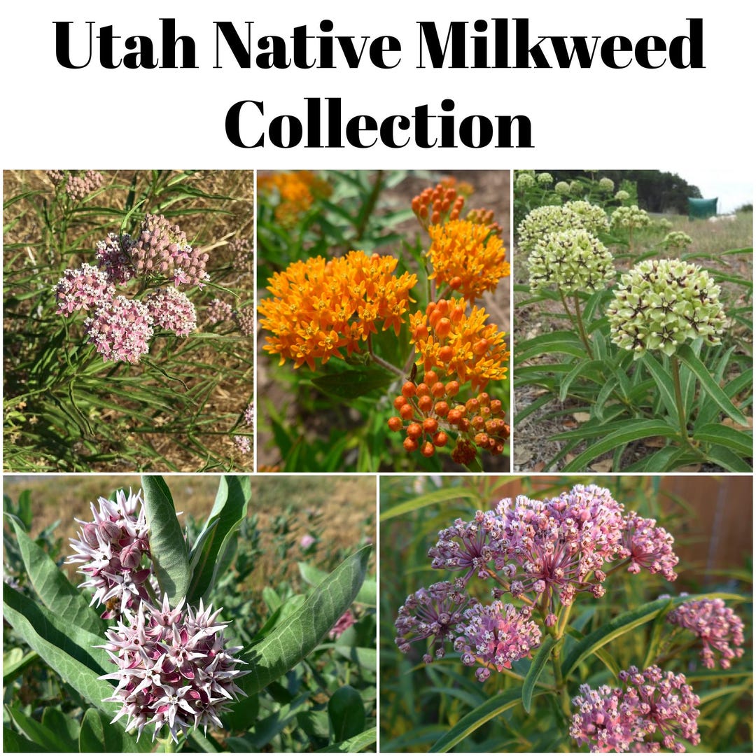 Utah Native Milkweed Seed Collection: 5 Species - Etsy