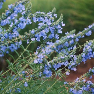 Azure Sage (salvia Azurea 'grandiflora') Packet of 25 Seeds With FREE ...