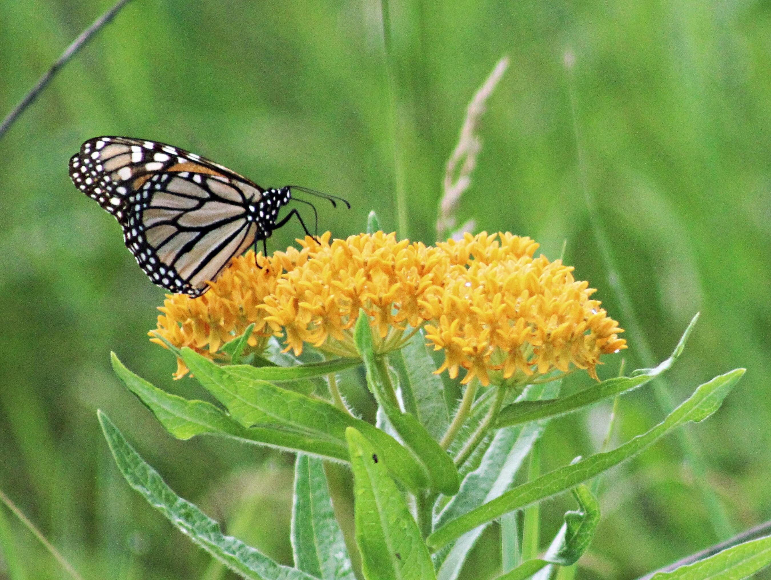 Butterfly Milkweed 'hello Yellow' (asclepias Tuberosa) Packet of 12 ...