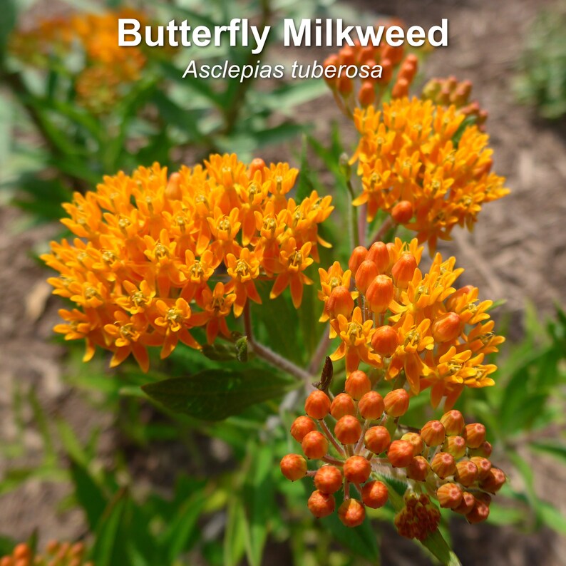 Florida Native Deluxe Seed Collection With FREE Shipping - Etsy
