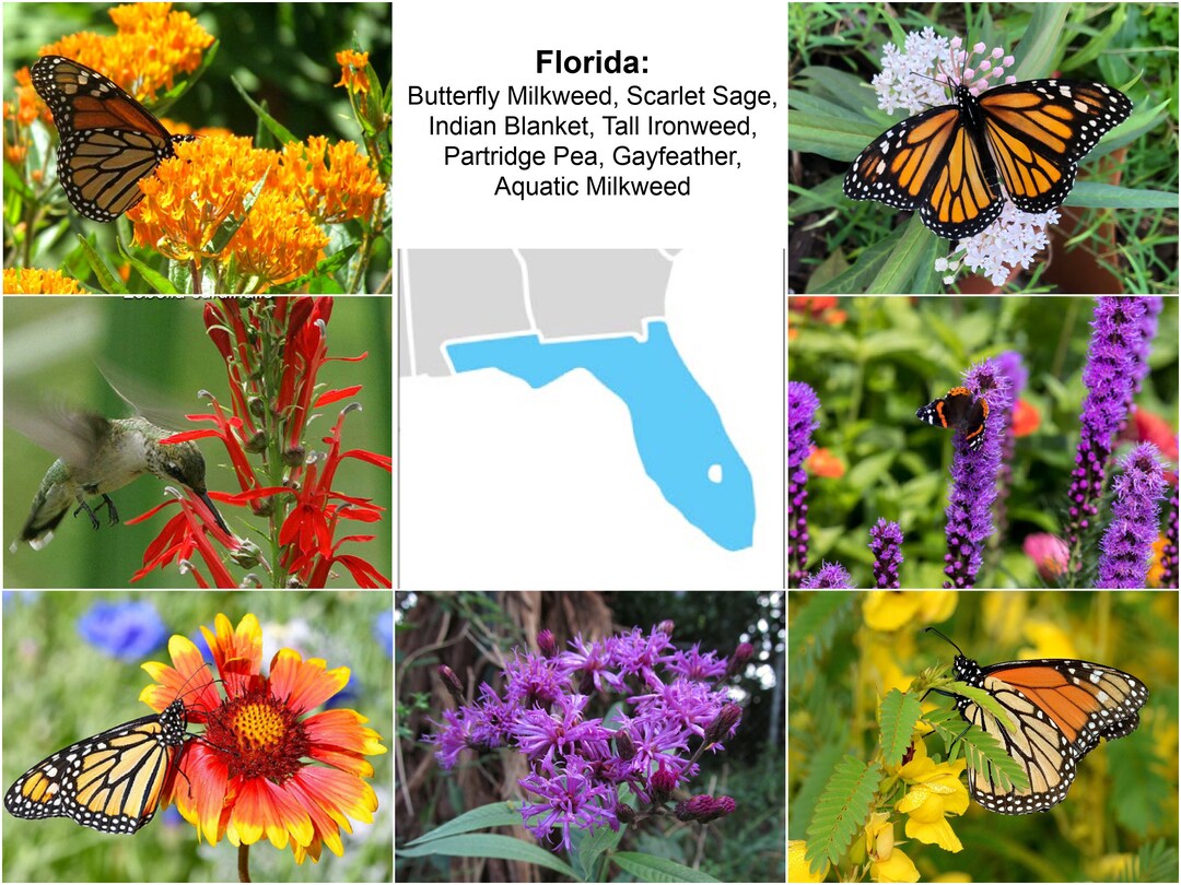 Florida Native Deluxe Seed Collection With FREE Shipping! - Etsy
