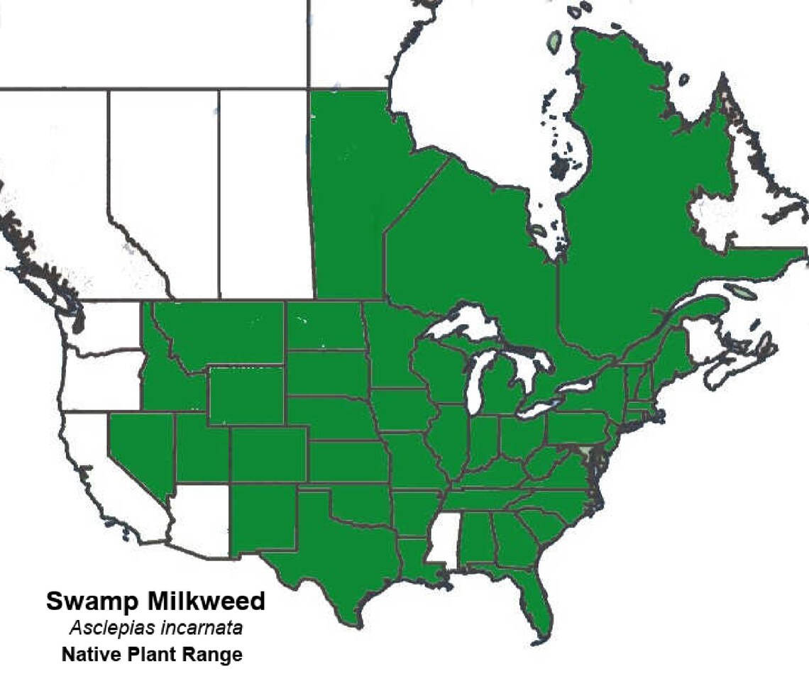 Swamp Milkweed asclepias Incarnata Packet of 25 Seeds With - Etsy