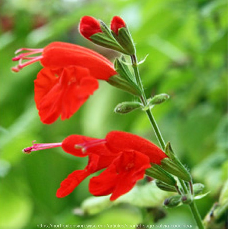 Scarlet Sage (salvia Coccinea) Packet of 25 Seeds With FREE Shipping ...