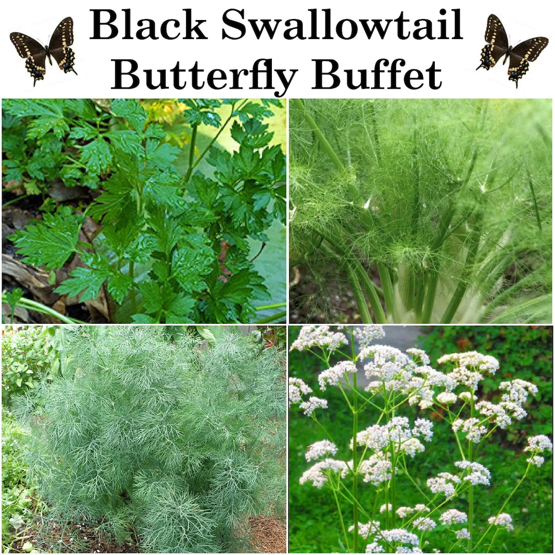 Herb Collection for Black Swallowtail Butterflies - Etsy