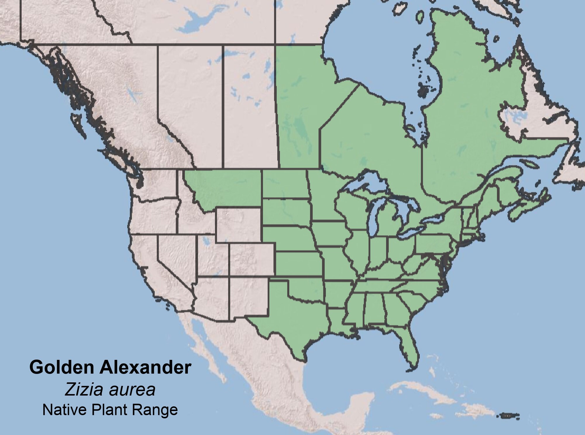 Golden Alexander (zizia Aurea) Packet of 25 Seeds With FREE Shipping ...