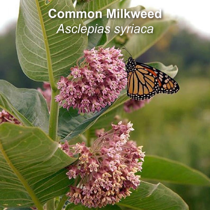 North Carolina Native Milkweed Seed Collection: 5 Species - Etsy