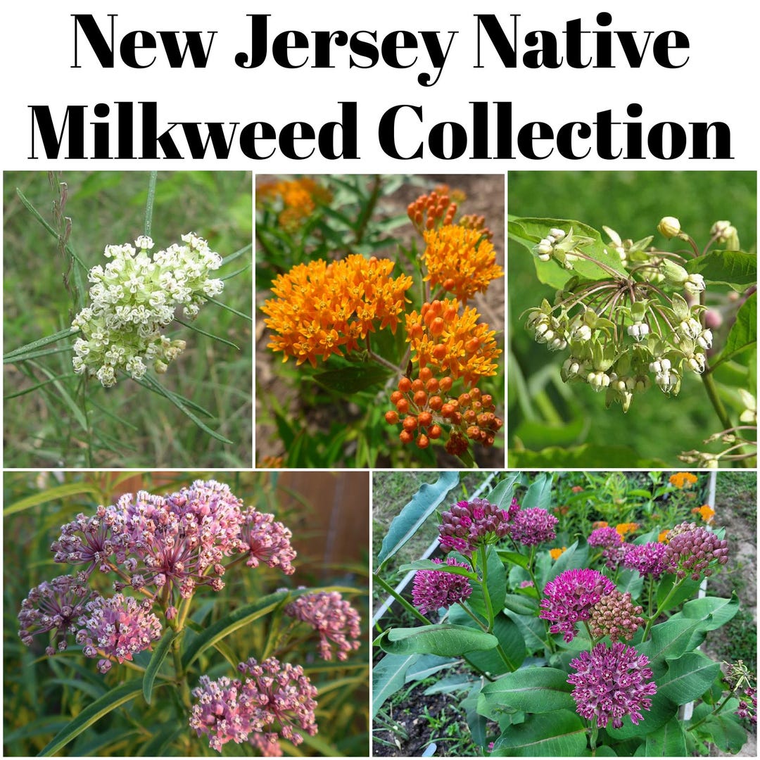 New Jersey Native Milkweed Seed Collection With FREE Shipping! - Etsy