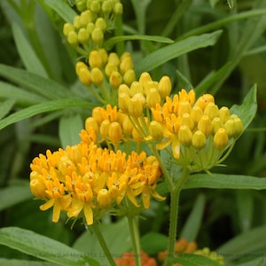 Butterfly Milkweed 'hello Yellow' (asclepias Tuberosa) Packet of 12 ...