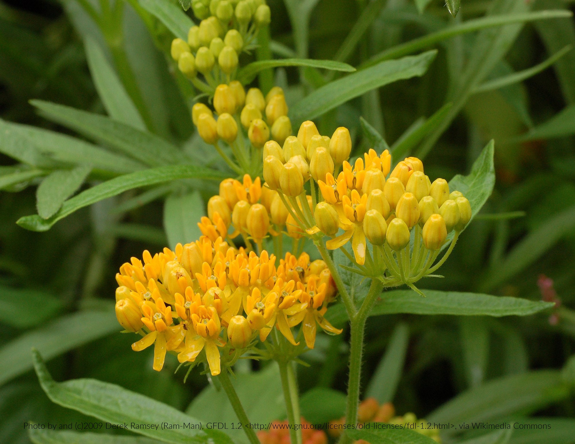Butterfly Milkweed 'hello Yellow' (asclepias Tuberosa) Packet of 12 ...