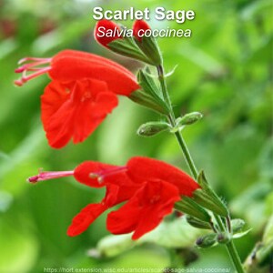 Florida Native Deluxe Seed Collection With FREE Shipping! - Etsy
