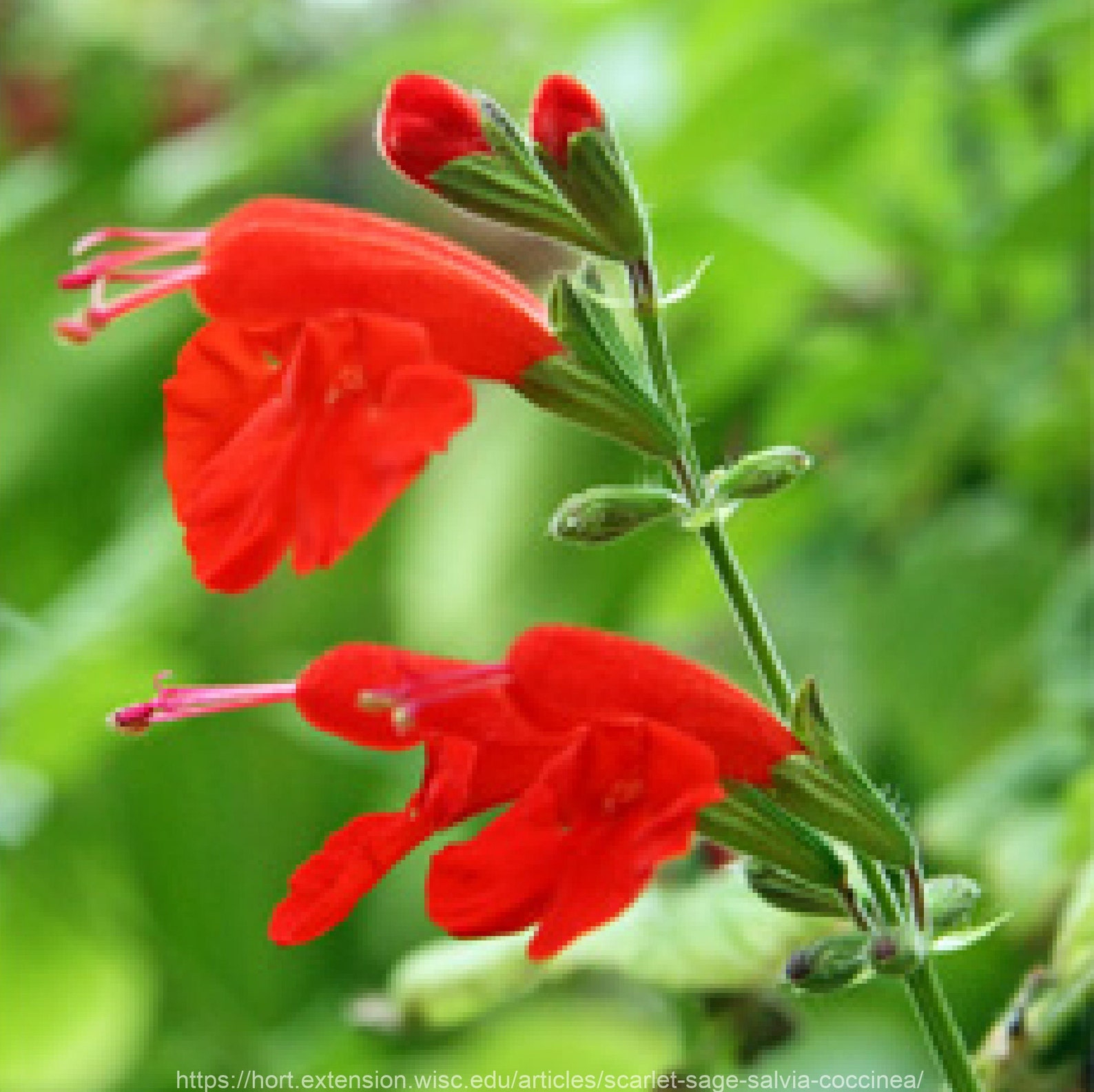 Scarlet Sage (salvia Coccinea) Packet of 25 Seeds With FREE Shipping ...