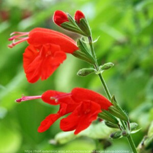 Scarlet Sage (salvia Coccinea) Packet of 25 Seeds With FREE Shipping ...