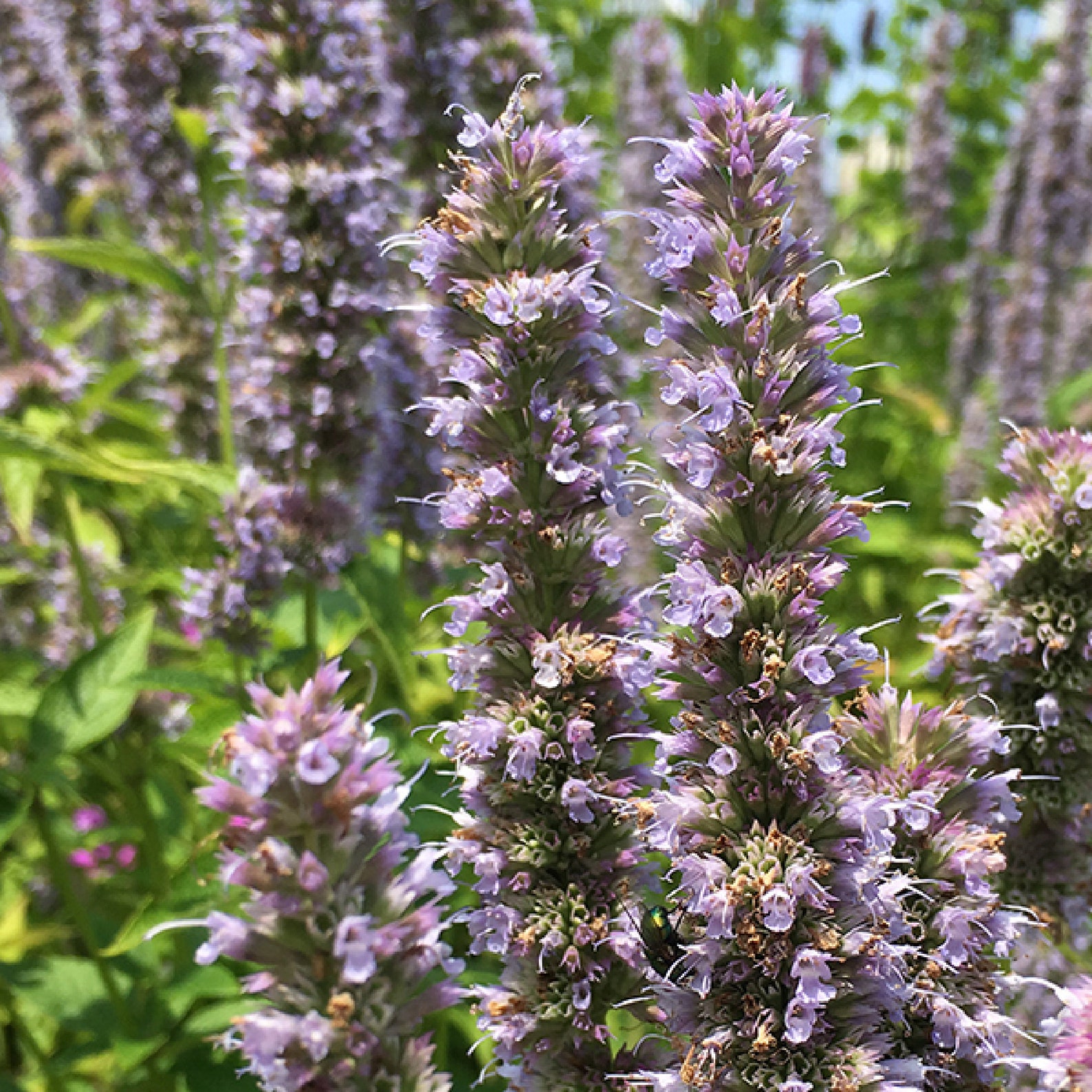 Giant Hyssop agastache Mexicana Lavender Blue Packet of 25 - Etsy