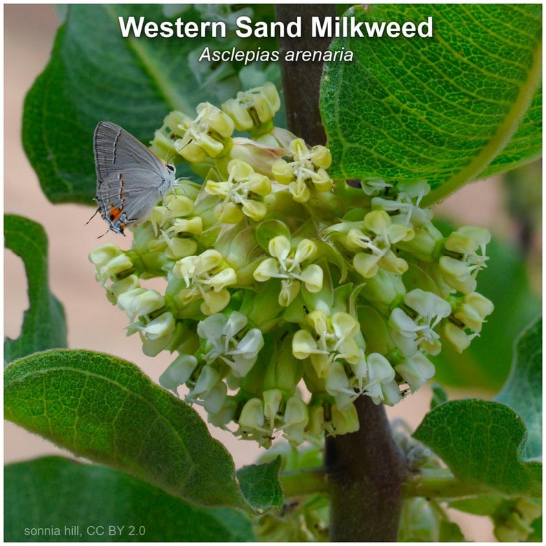Colorado Native Milkweed Seed Collection With FREE Shipping! - Etsy