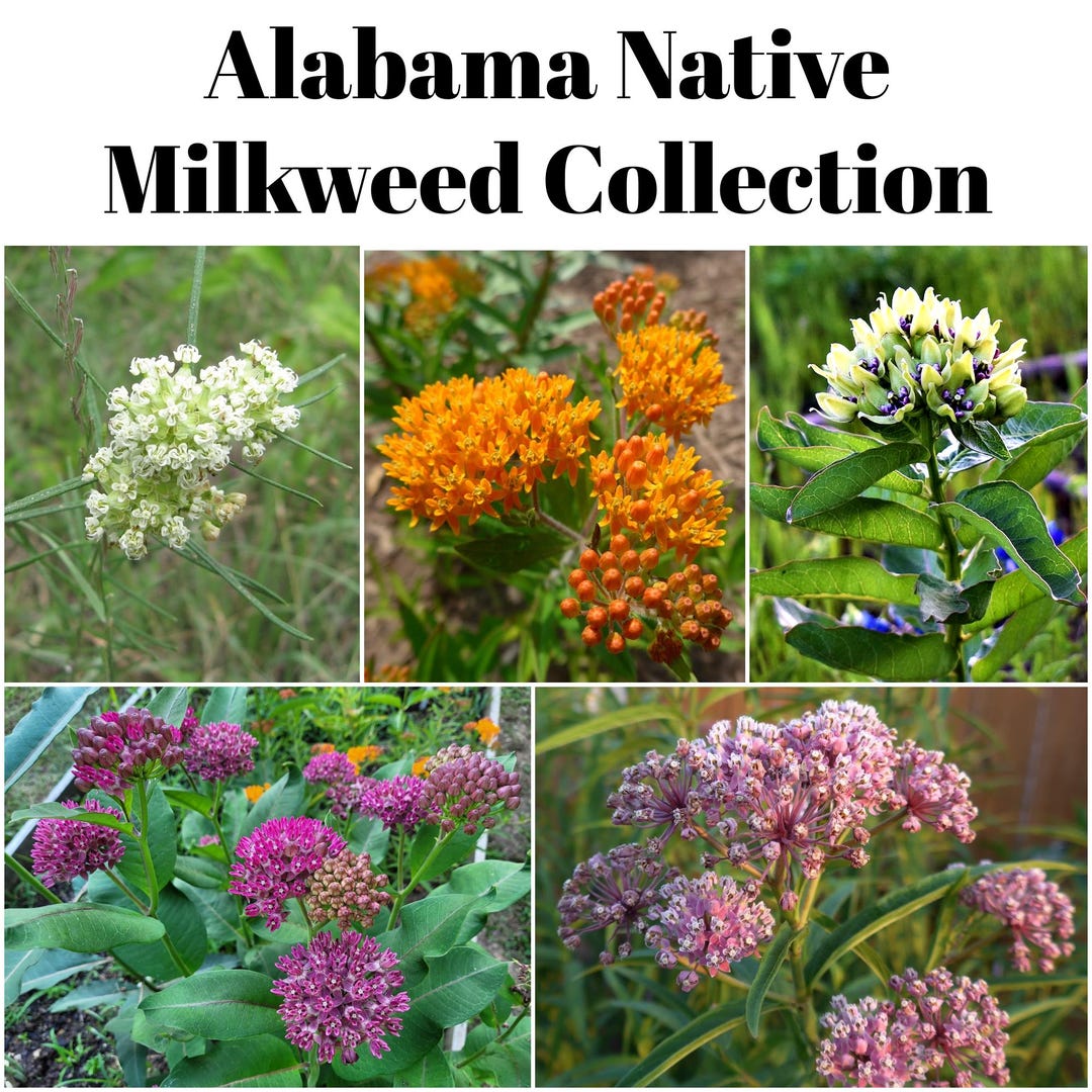 Alabama Native Milkweed Seed Collection With FREE Shipping! - Etsy